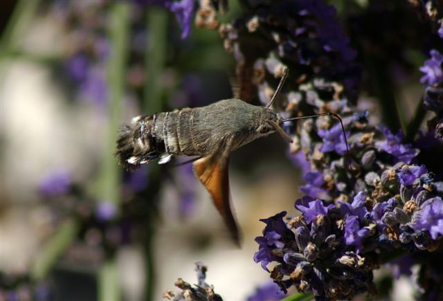 Papillons à déterminer - Sciences de la vie et de la Terre